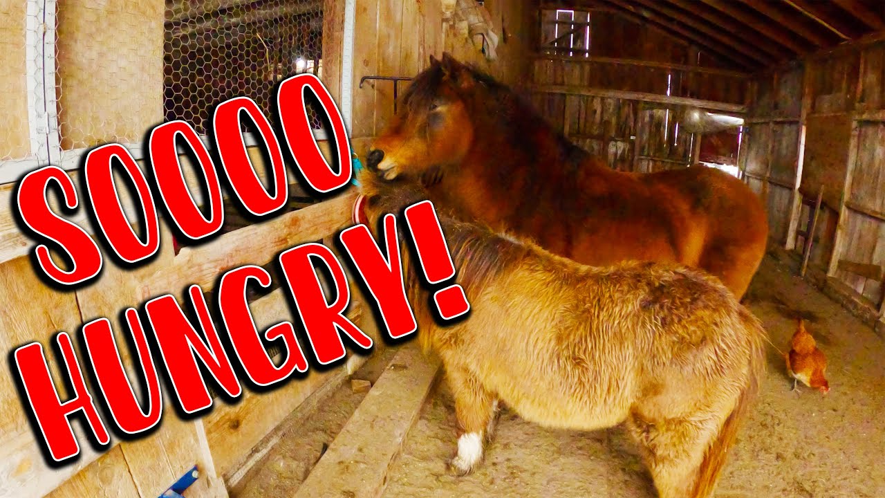 4 min with starving animals - YouTube