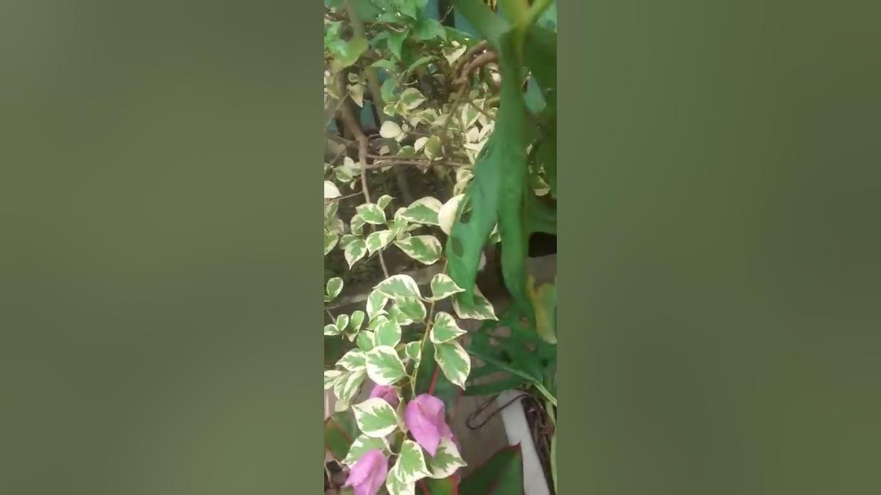 Main di semak-semak. - YouTube