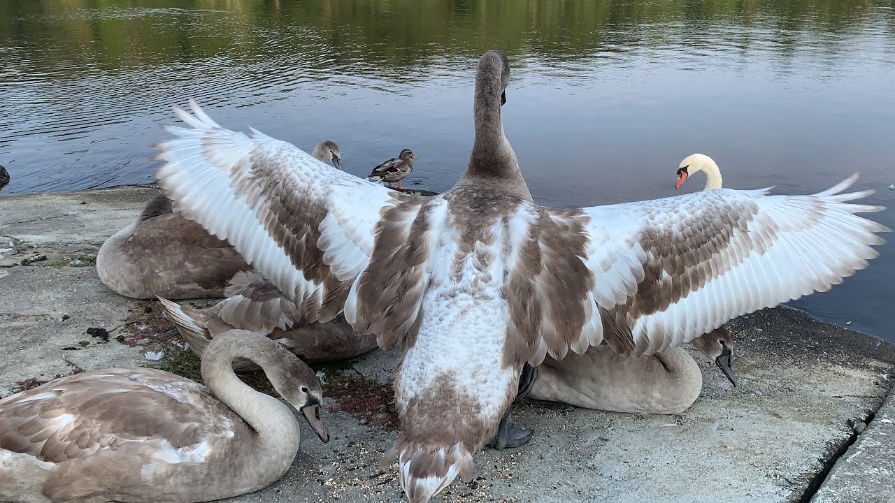 Swan Family Relaxing, Wing Scratching Action! (Mr Mark And Diamond ...