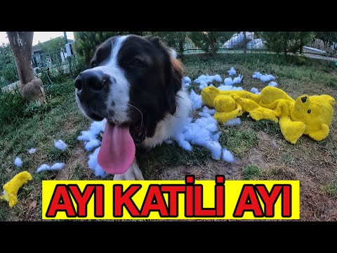 AYI PARÇALAYAN KÖPEKLER