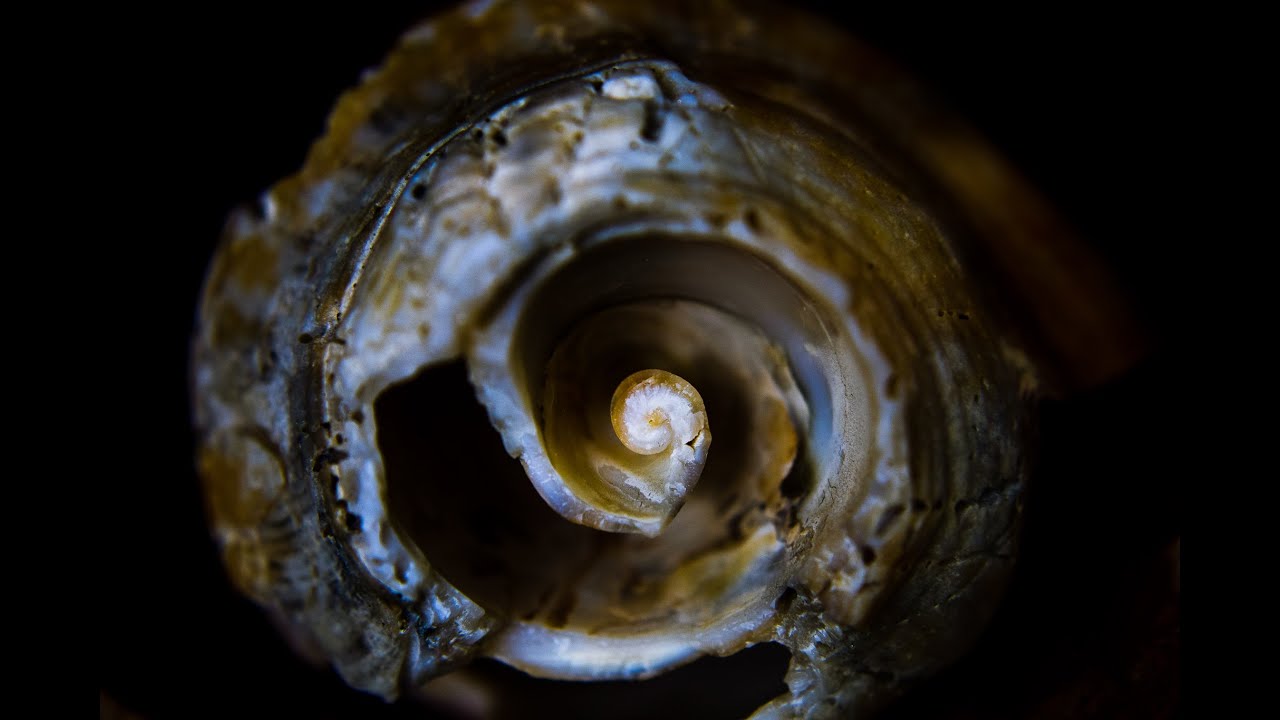 Colorful Sea Shell Photography made Simple that Anyone can Take - YouTube