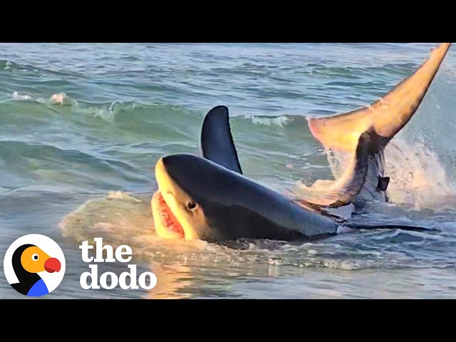 Woman Gets So Emotional Saving A Shark's Life | The Dodo - Videos For Kids