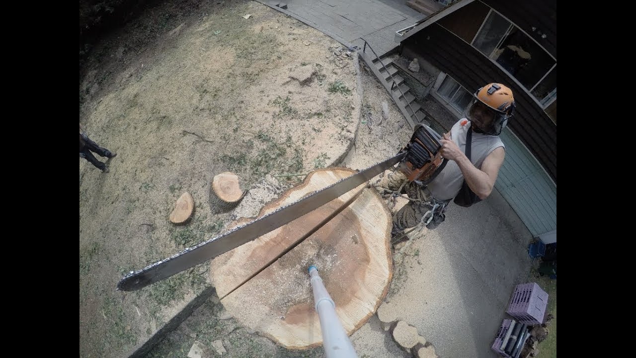 Huge Poplar Tree Take-Down - YouTube