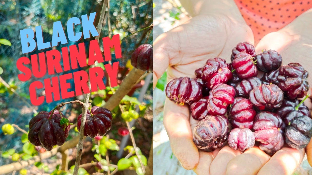 Black Surinam Cherry Eugenia Uniflora tasting Cherry 🍒 - YouTube