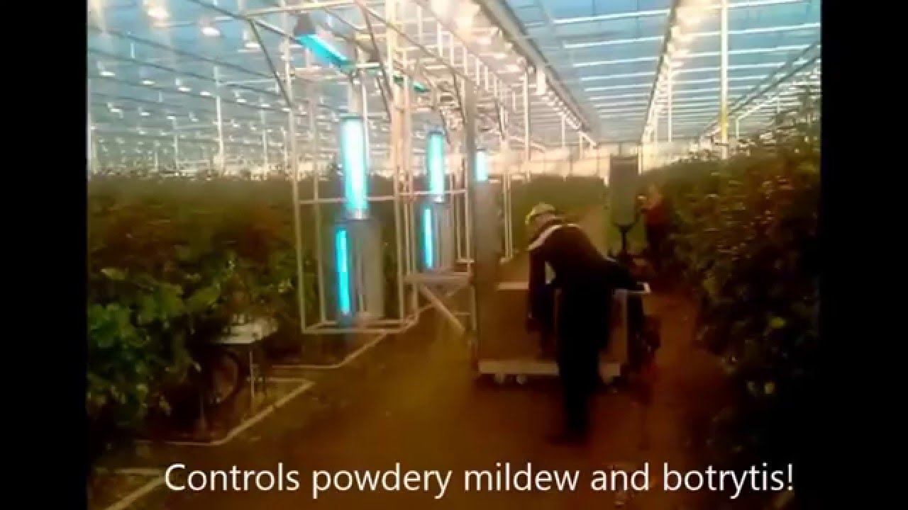 CleanLight - UV Crop Protection - CleanLight Cart Roses - YouTube