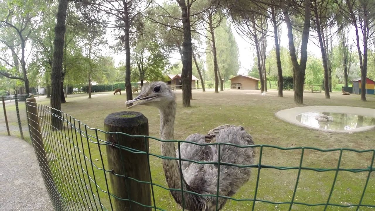 Parco Zoo Lignano Sabbiadoro - YouTube