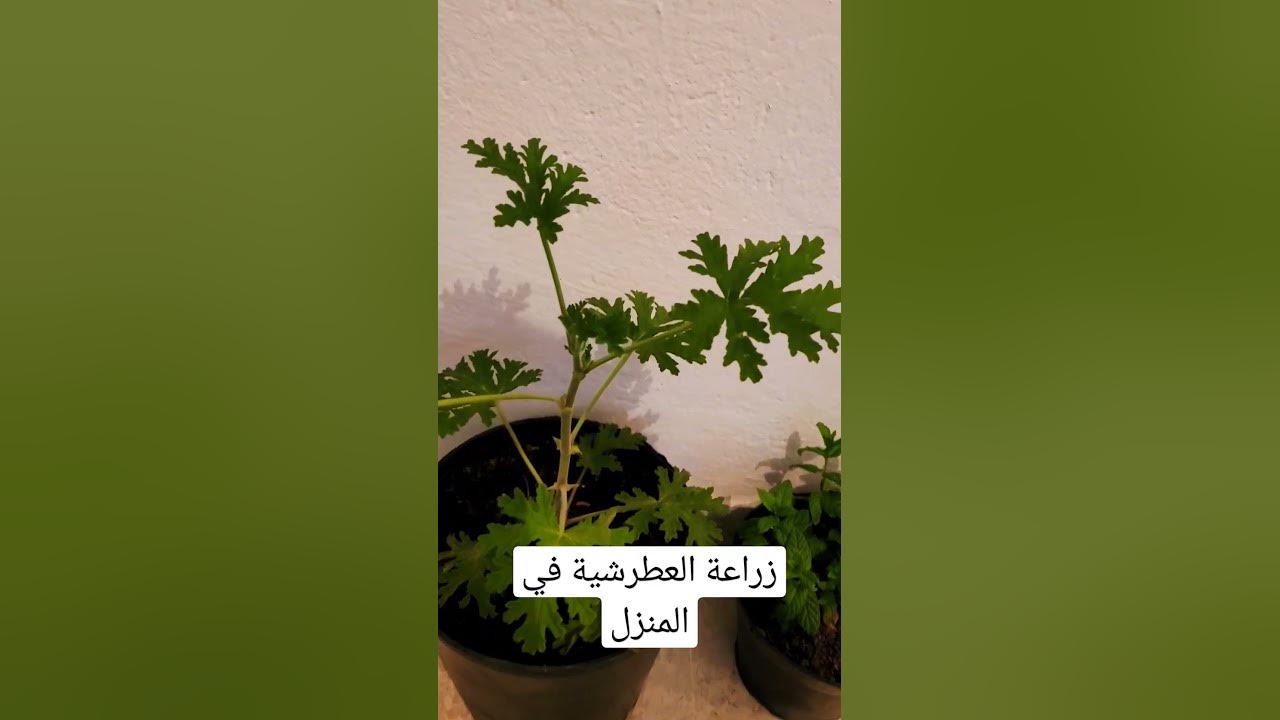 زراعة نبتة العطرشية في المنزل Youtube