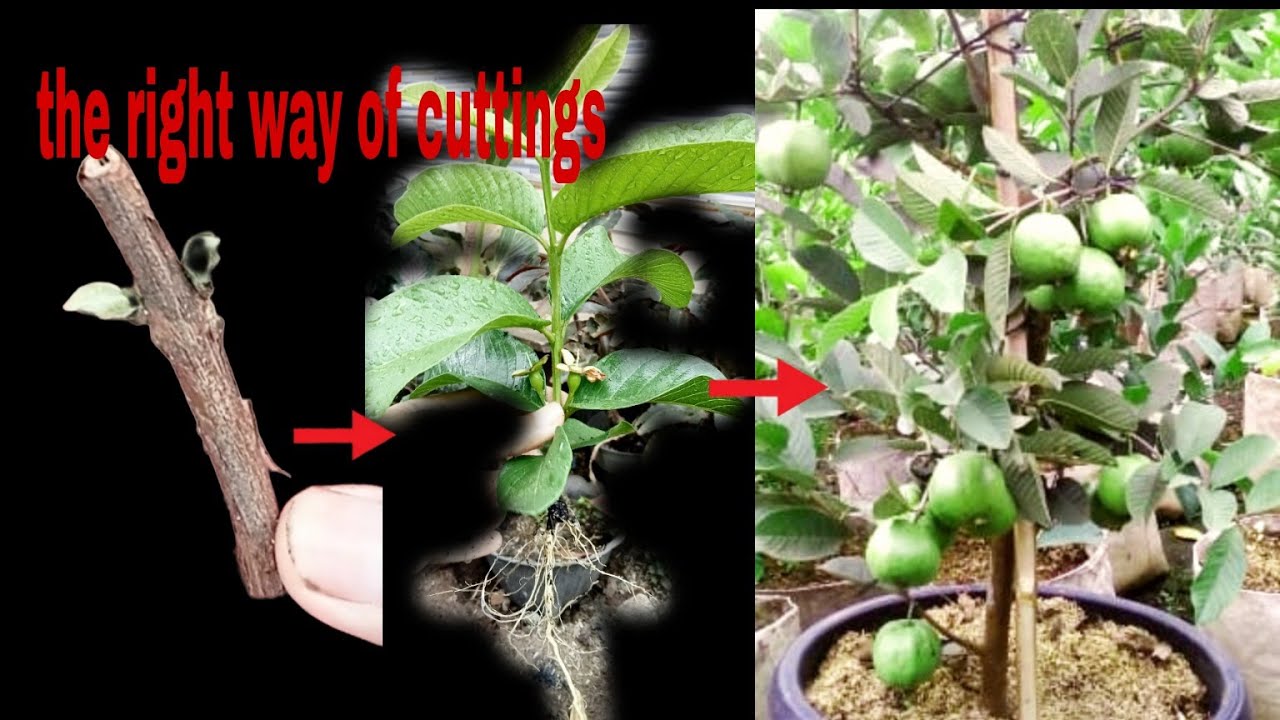 powerful way of cuttings and guava roots will become very dense - YouTube