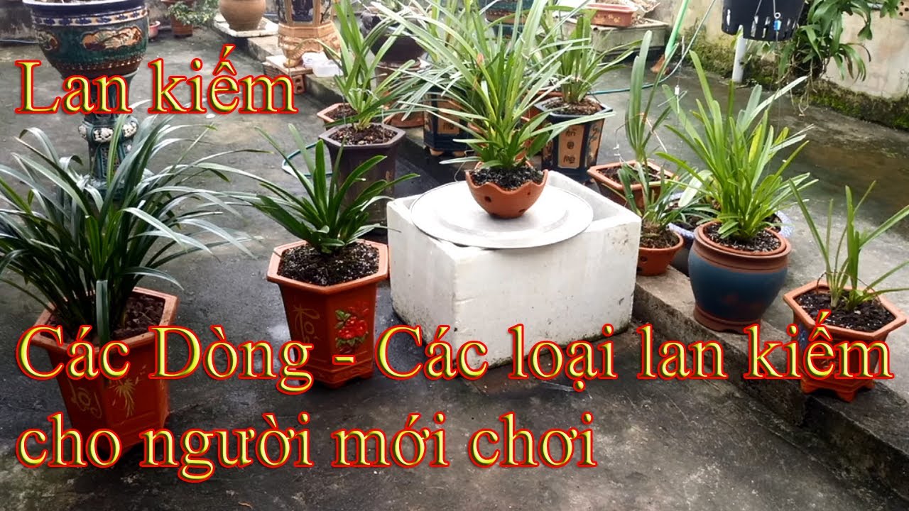 Lan kiếm các dòng các loại lan kiếm - YouTube