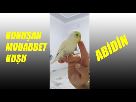 2021 Konuşan Muhabbet Kuşu  Abidin