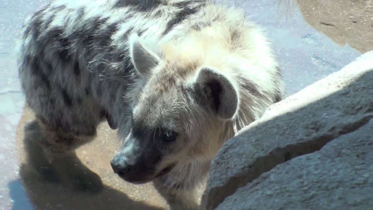 Denver Zoo July 2010 - Arctic Foxes and Spotted Hyenas.mp4 - YouTube