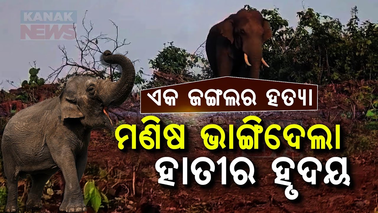 Special Report: Heart Broken Herd Of Elephants As They Lose Own Home To ...