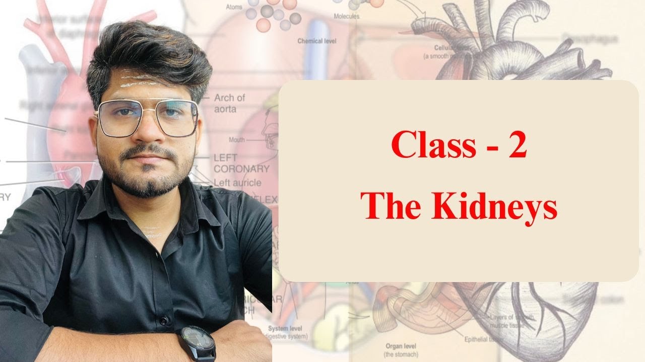 The Kidneys | Class - 2 | #kidney #urinarysystem #Excreatorysystem # ...