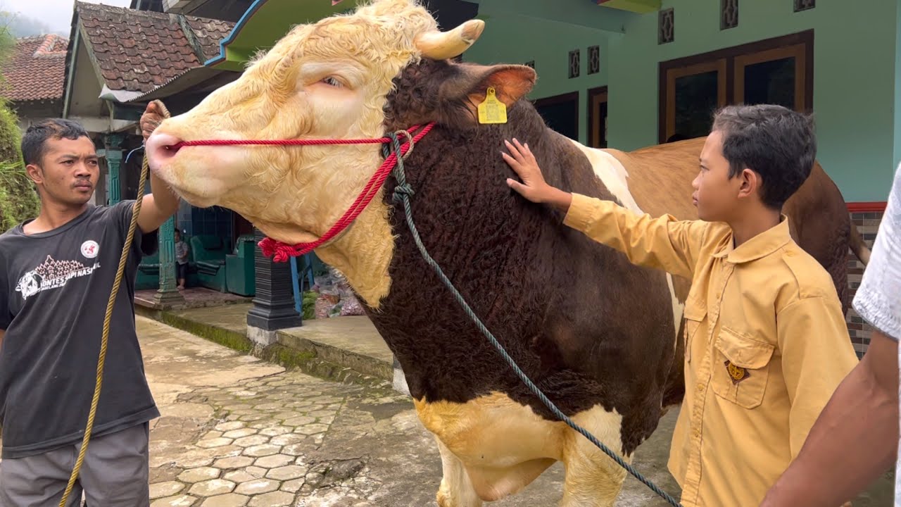 SAPI UNIK GAGAL DI PINANG SETIA FARM ‼️🔥🔥🔥 - YouTube