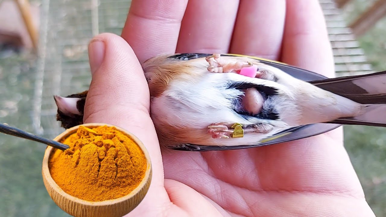 هل الكركم يعالج مرض الميقا بكتيريا عند الحسون Youtube