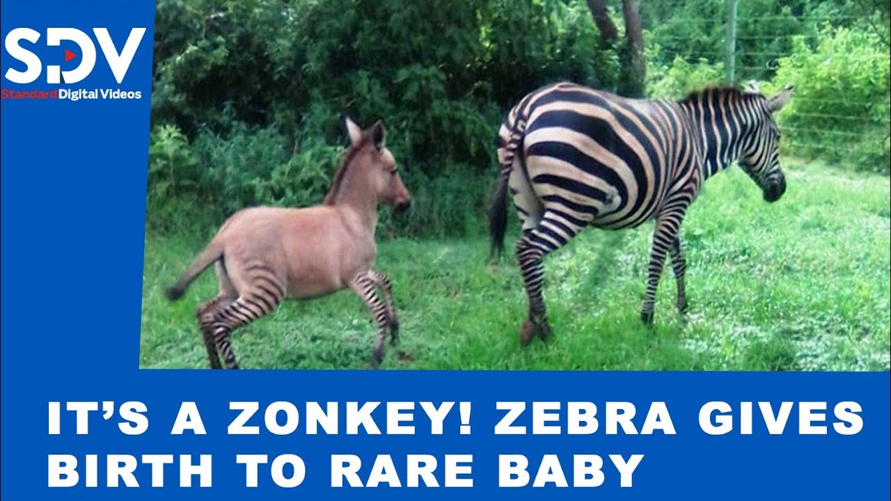 It's a zonkey! Kenyan Zebra gives birth to rare baby after mating with a donkey - YouTube