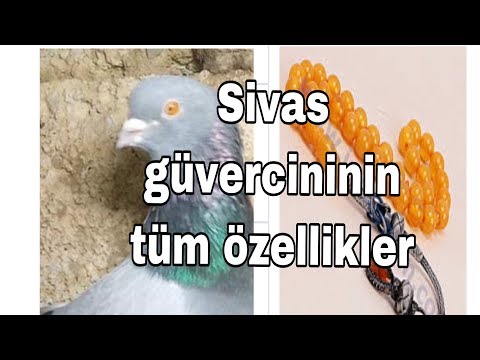 Sivas kuşunun tüm özellikleri (taklacı) Murat Küçükşahin farkı