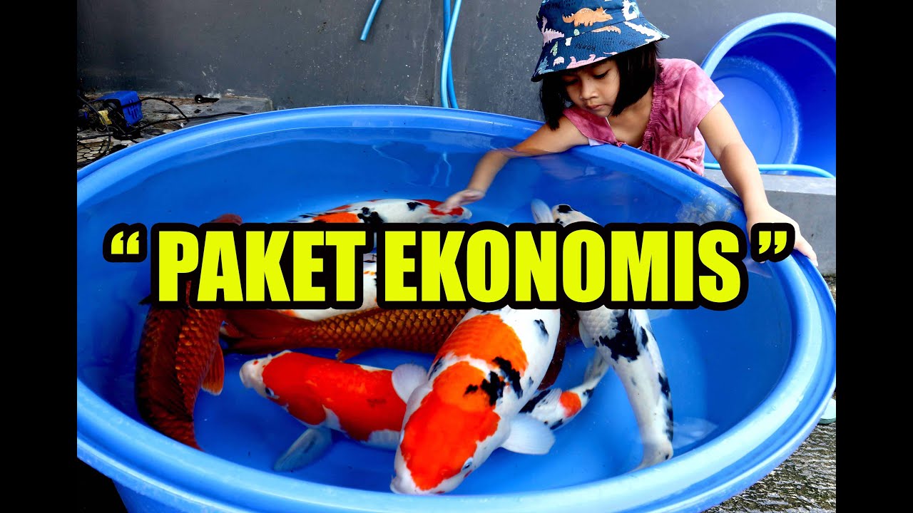 STOCK KOI HARI INI 04-11-2024 | Dua Putri Koi - YouTube