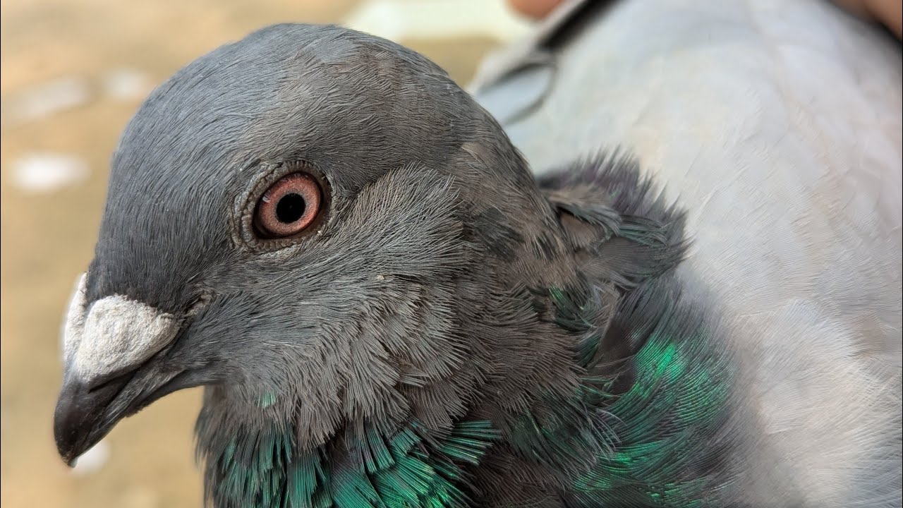 kabutar Treatment 🧄🕊️ - YouTube