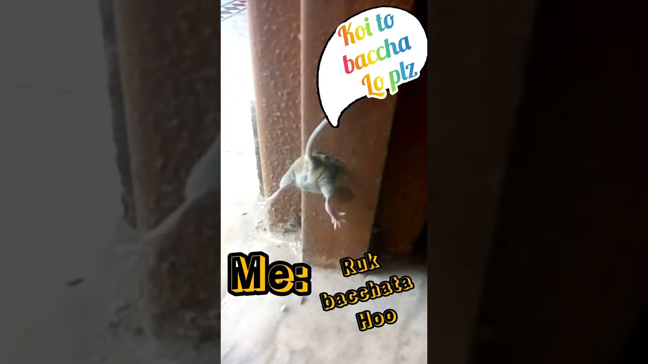little rat asked help #memes #new #shorts #comedy #rat #creativity ...