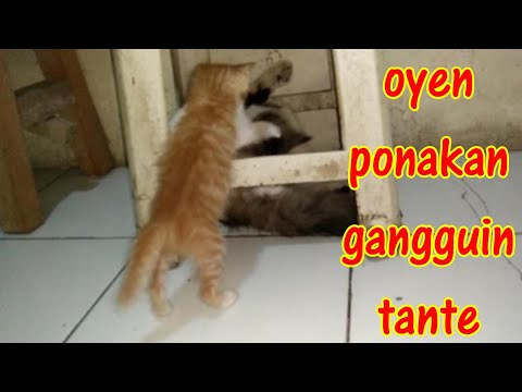 VIDEO OYEN PONAKAN TANTE KITTY GAK MAU DIEM