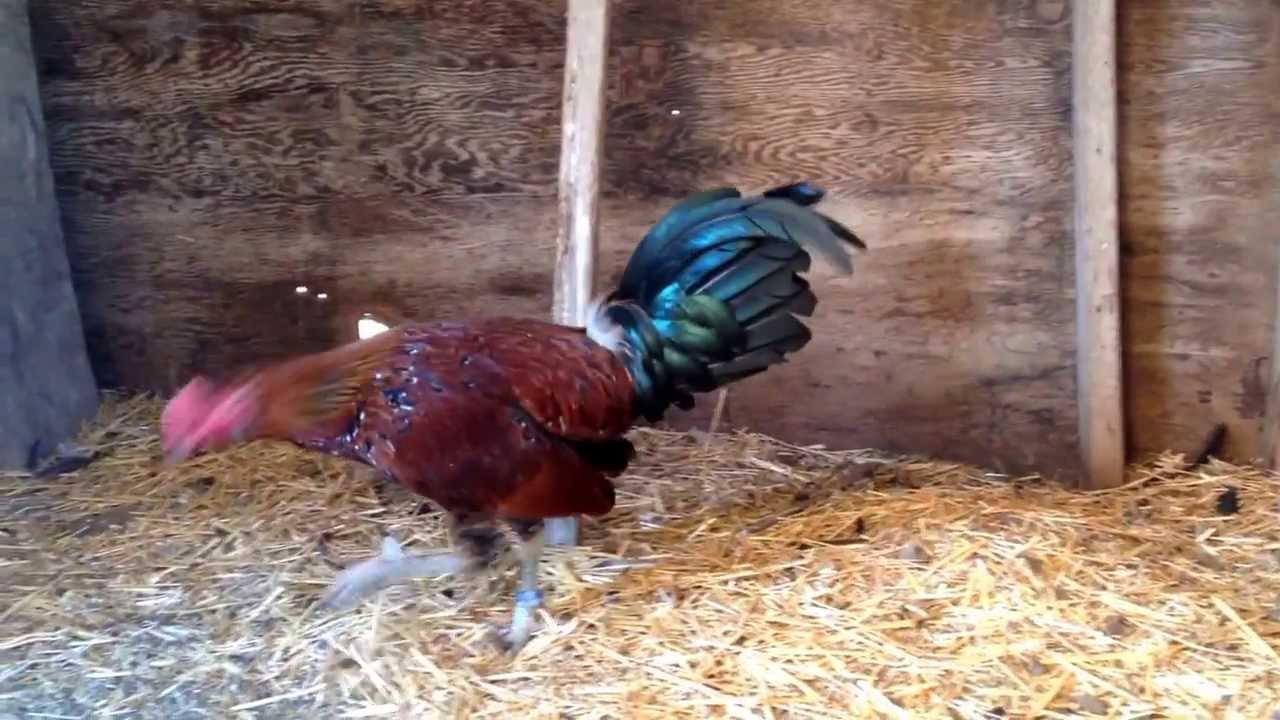 Spangled Hennie stag - YouTube