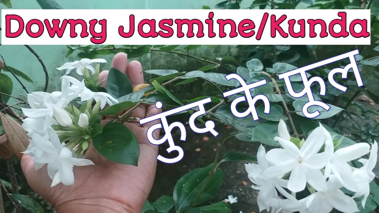 Kunda Flower English Name | Best Flower Site