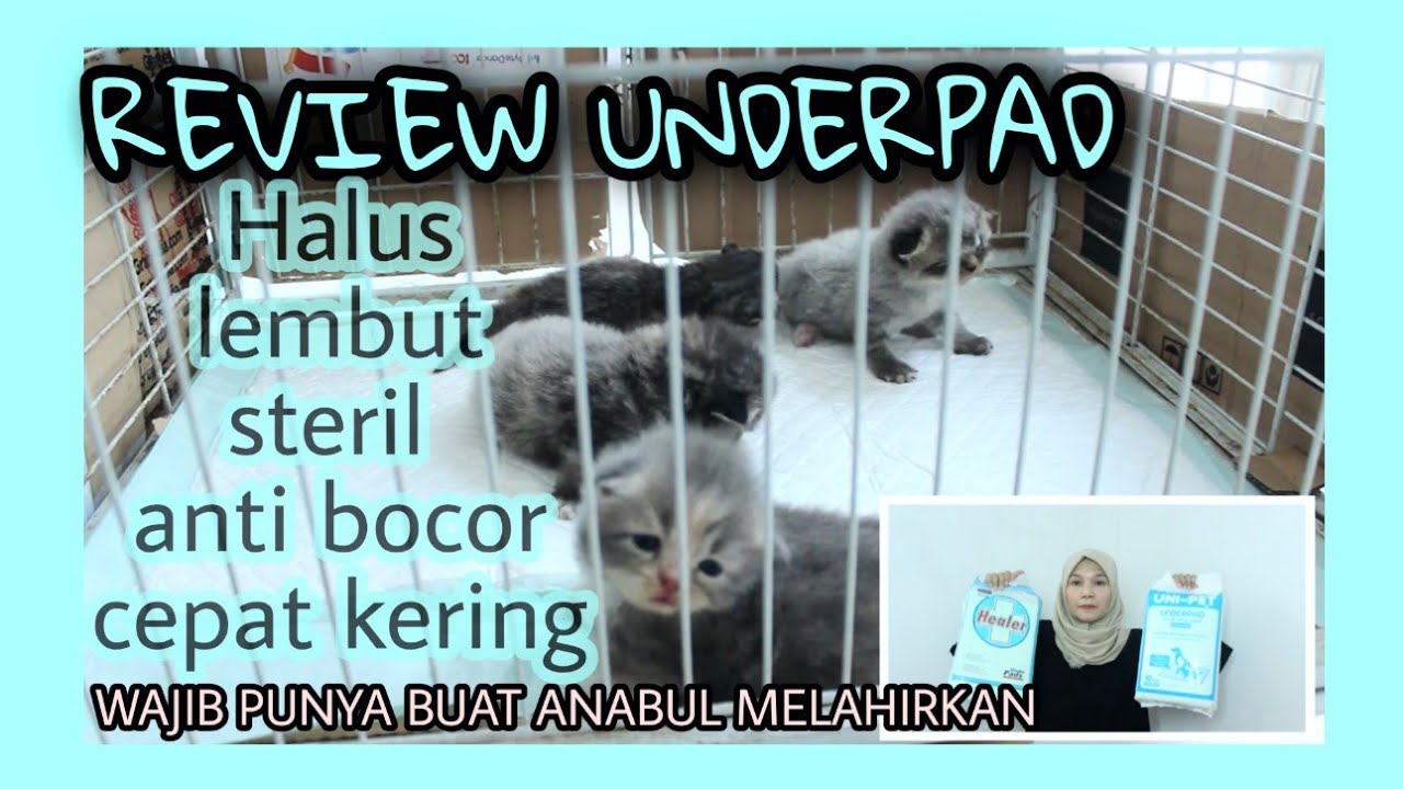 UNDERPAD PERLAK BUAT ANABUL || WAJIB PUNYA‼ UNTUK PERPIASAN KUCING ...