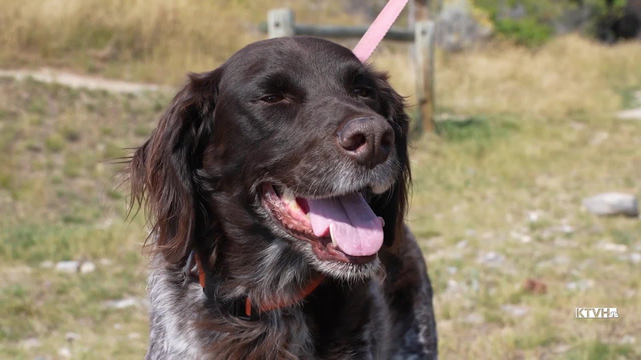 Nonprofit holds contest to showcase dogs in the Montana outdoors - YouTube