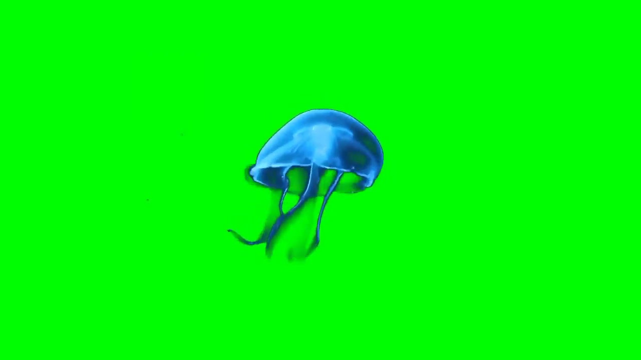 Green Screen - UNDERWATER JELLYFISH_4 | ROYALTY FREE | FREE TO USE IN ...