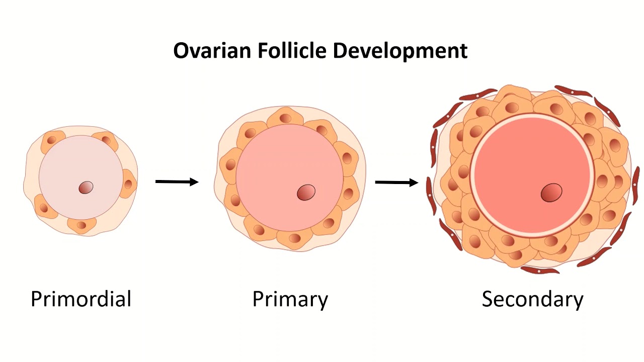 Ovarian follicle transcriptomics in domestic cats; Department of ...