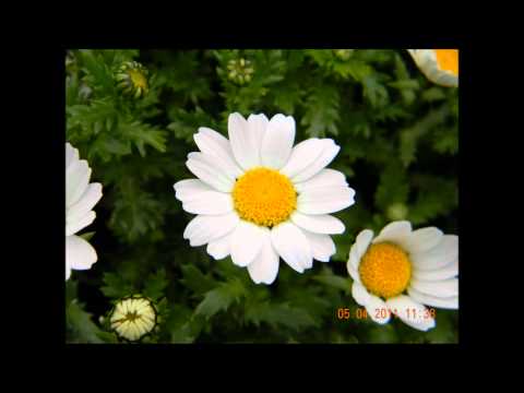 Rabbena-Aydın Özcan