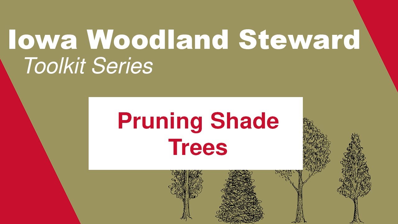 Pruning Shade Trees: Iowa Woodland Steward Toolkit Series - YouTube