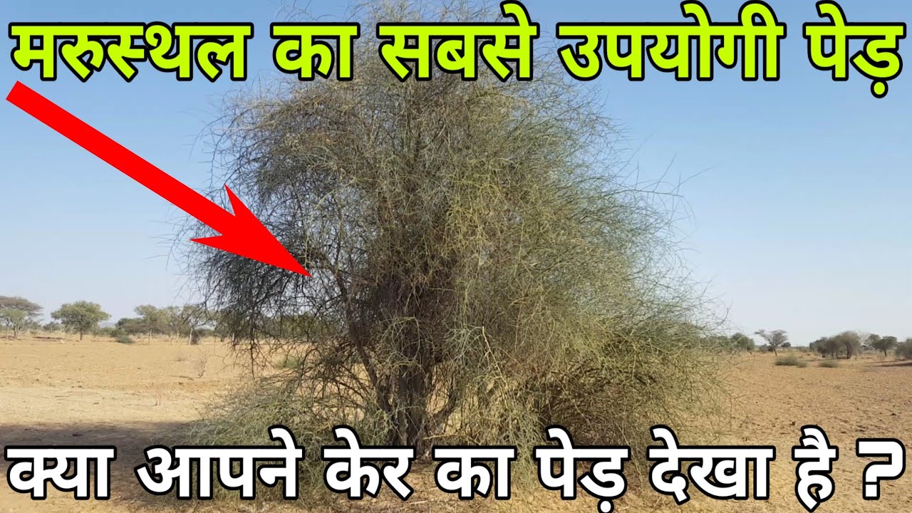 Ker ka Ped | केर का पेड़ | ker Ka achar | ker Ki sabji | Rajasthan ...