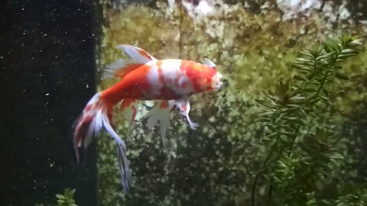 Female Goldfish without eyes - YouTube