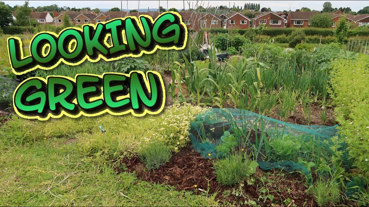 A Walkaround The Two Plots - Not Looking Too Shabby! - YouTube