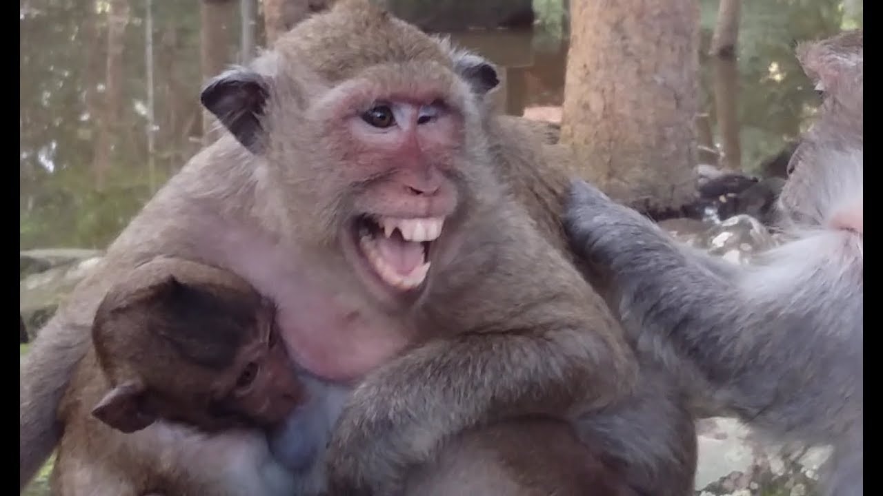 Popeye Monkey Look So Frightened, Sweet Pea Monkey Sucking Strangely ...