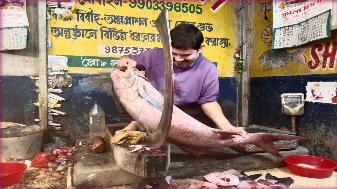 60kg Salman fish Cutting|60kg Salman fish cutting skills|60kg Salman ...