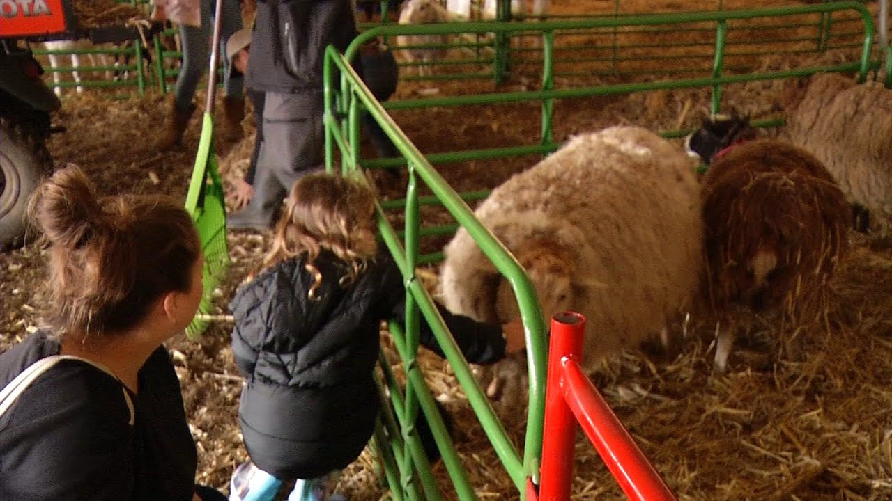 A Sign of Spring: Baby Animals in Brooklyn Park - YouTube