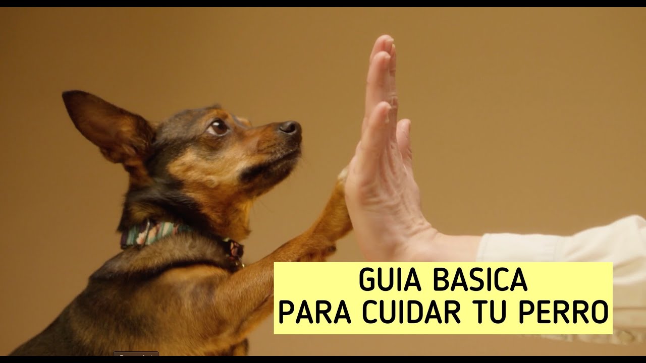 GUIA BASICA PARA CUIDAR TU PERRO - YouTube