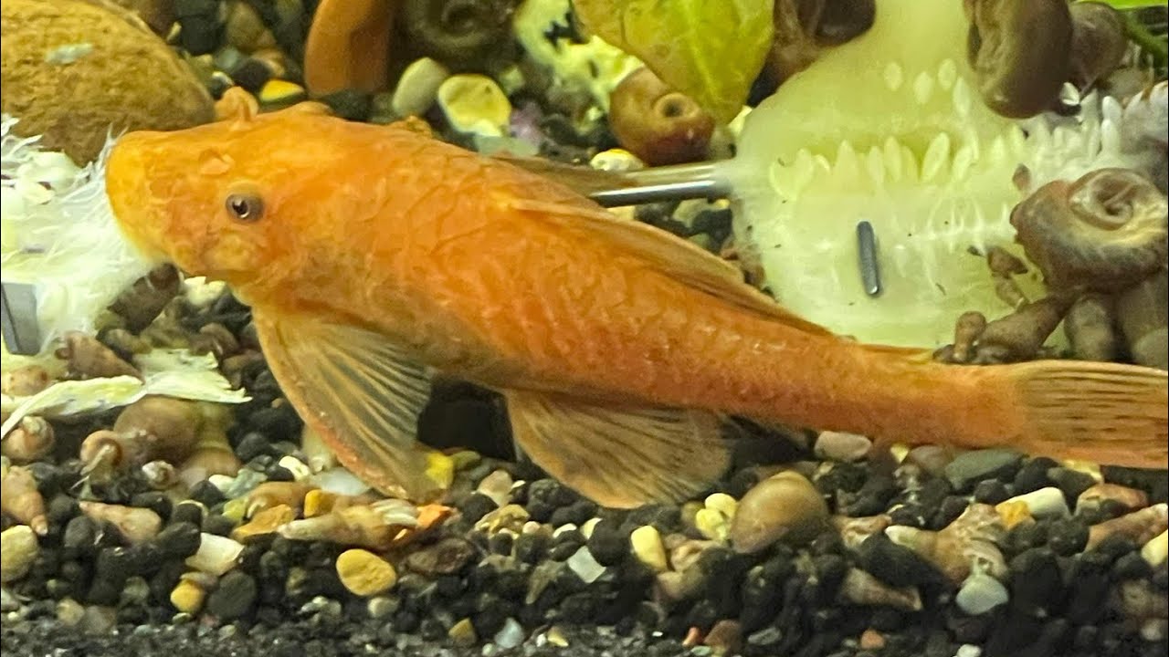 NEW SUPER REDS!!! - YouTube