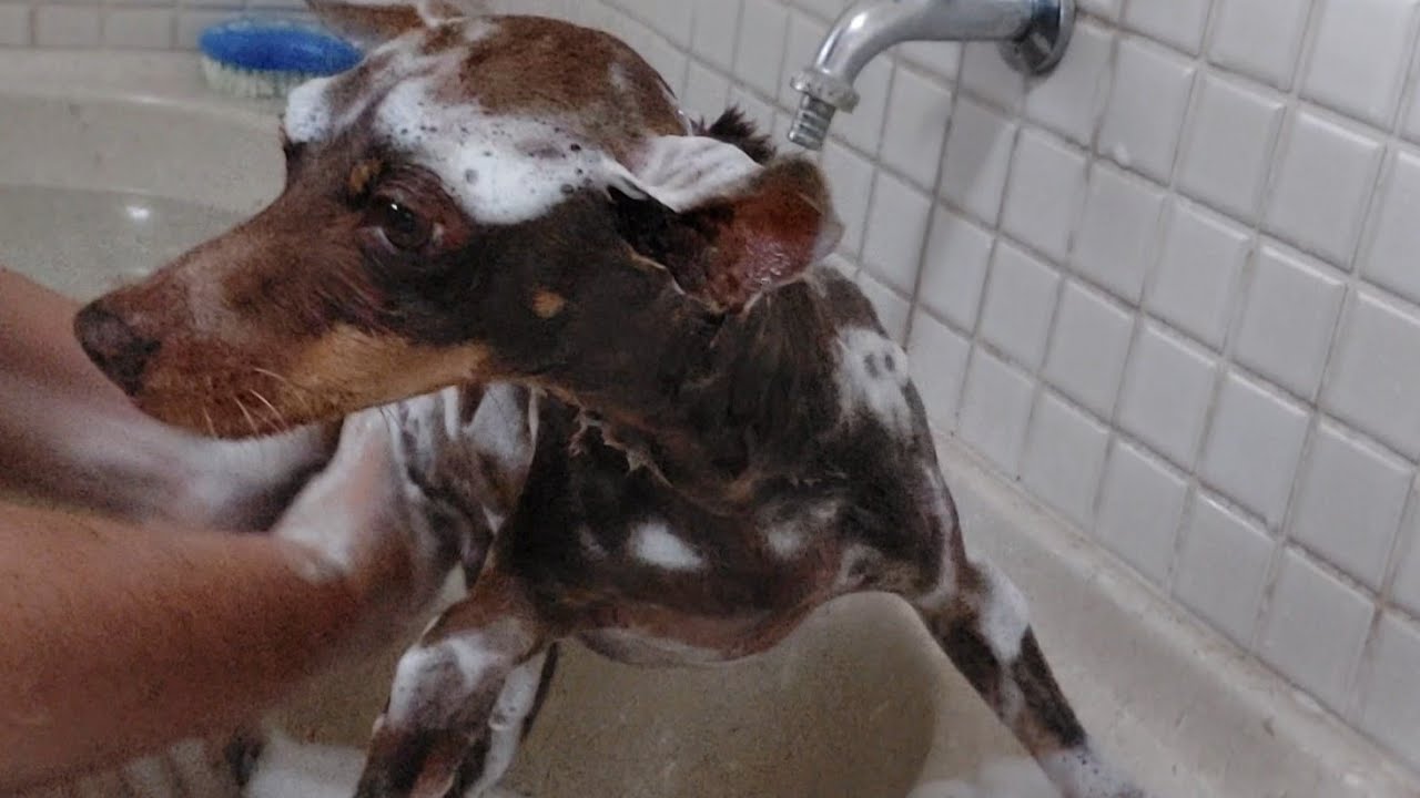 831 - Cachorros pinschers tomando banho em casa... (Dogs take bath at ...