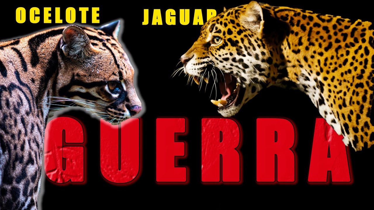 Todo sobre los OCELOTES | La GUERRA de la noche amazónica | ¿Qué ...