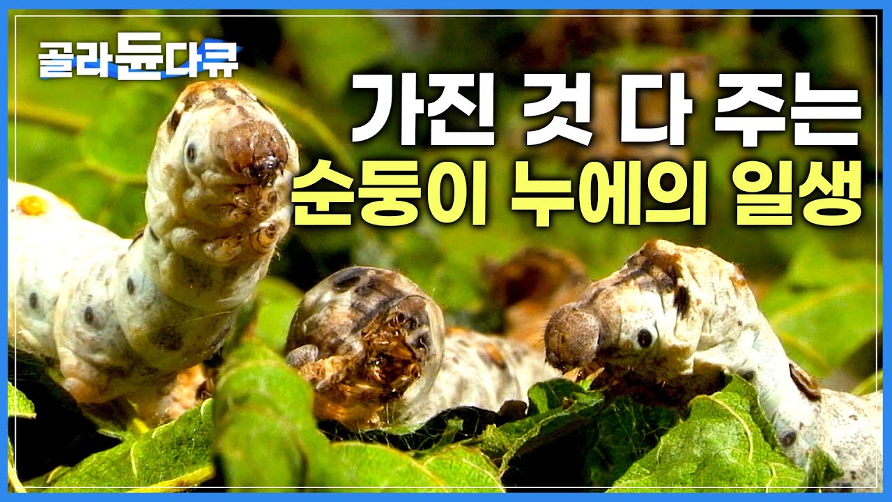 나방이 발달한 누에고치