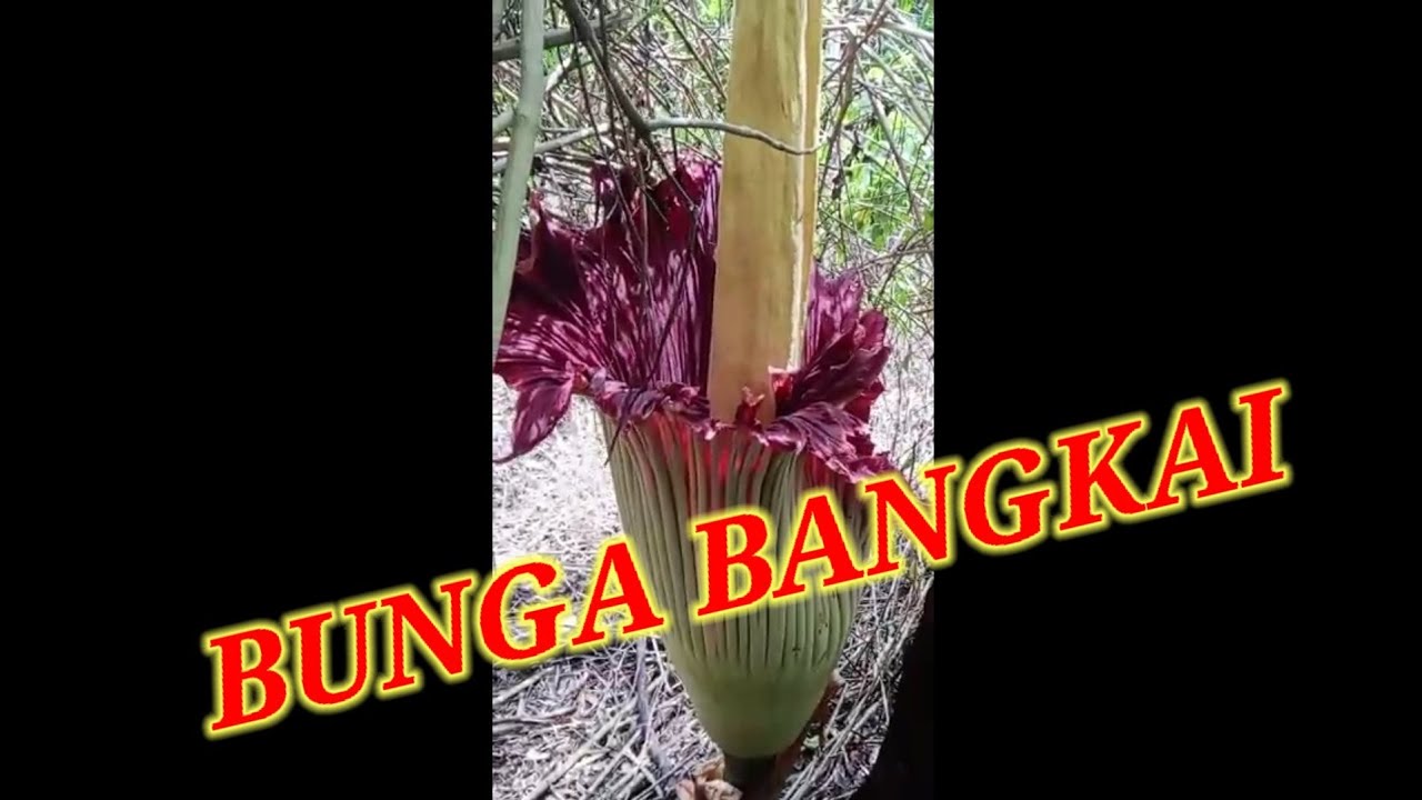 BUNGA BANGKAI BENGKULU || BUNGA TERBESAR DI DUNIA - YouTube
