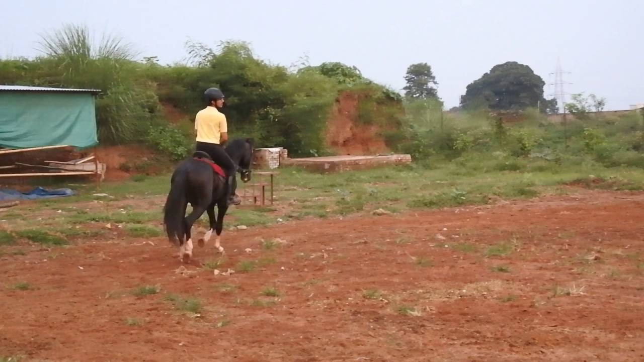 Horse Riding Fast Motion Sultan - YouTube