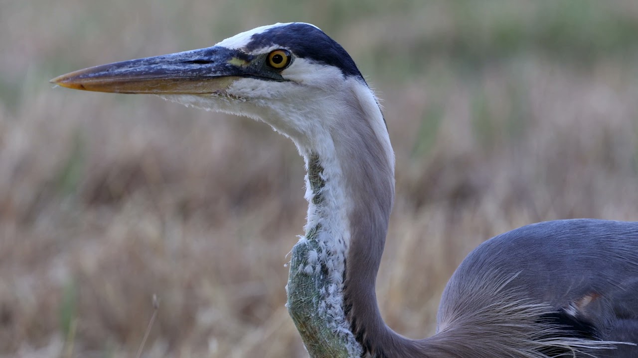Great Blue Heron eating gophers in California up close and personal ...