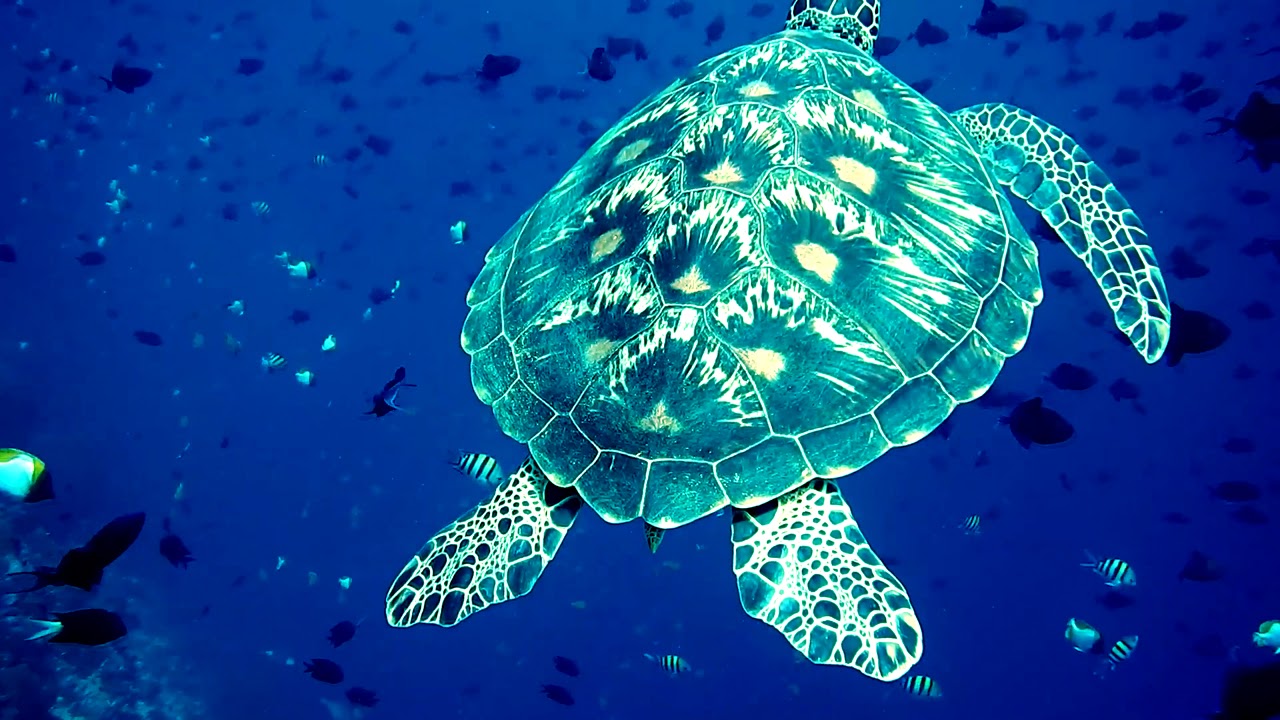 Verified Picasso - Turtle Time (Inspirational music) - YouTube