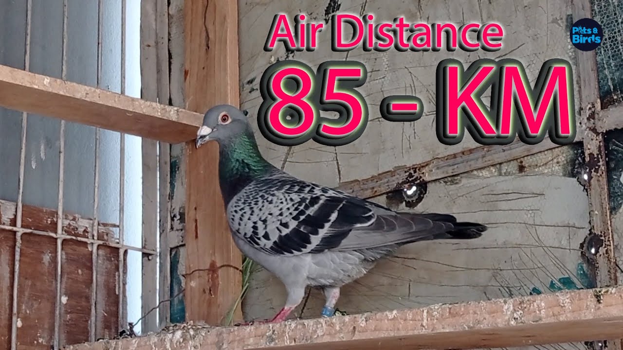 Air Distance 85 - KM ।। Racing Pigeon Back - YouTube