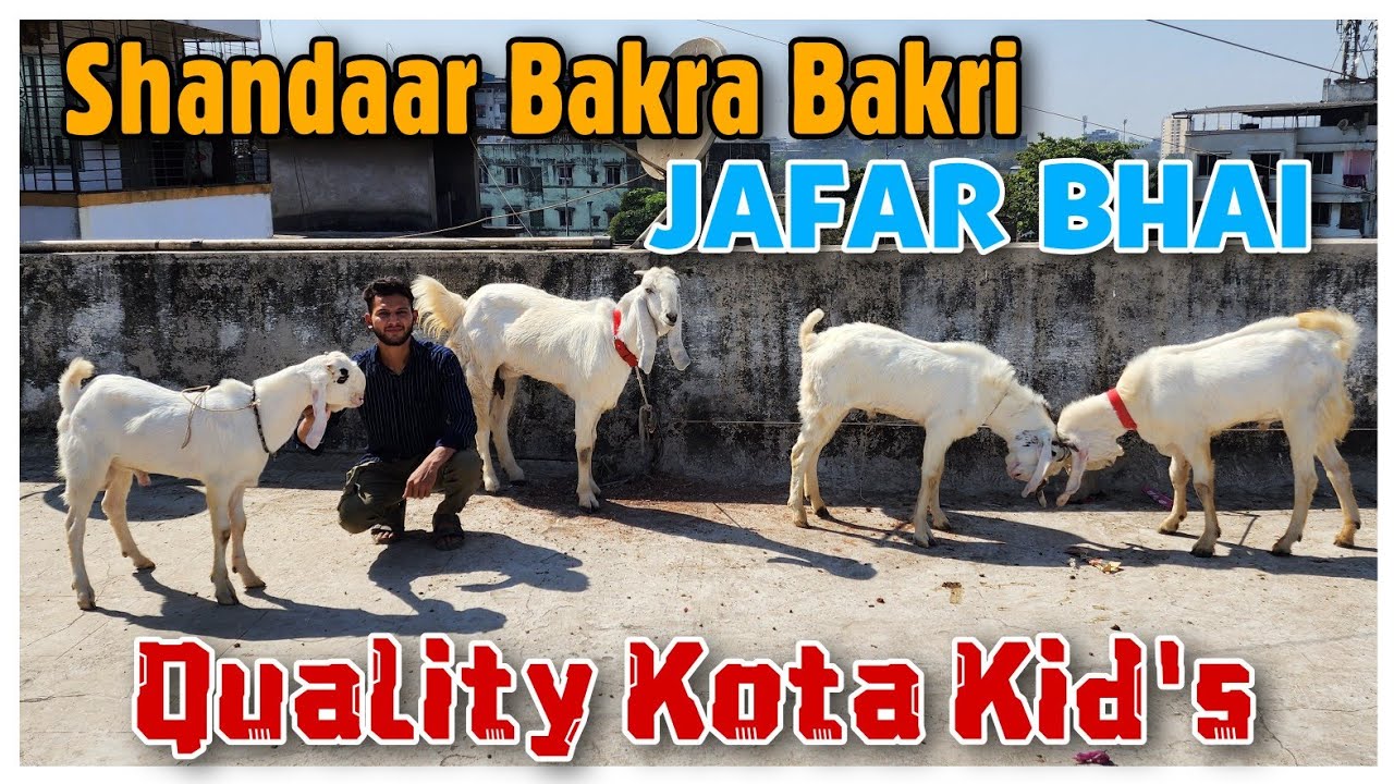Shandaar Bakra Bakri Collection JAFAR BHAI BHIWANDI | Quality Kota ...